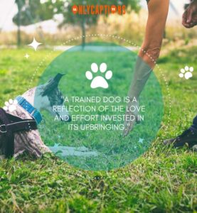 125+ Dog Training Quotes [Pawsome Wisdom in 2025]