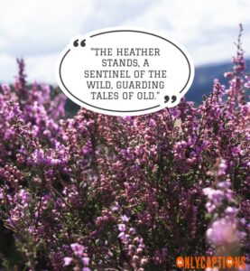 190+ Quotes About Heather (2026) Unveiling Heartfelt Words