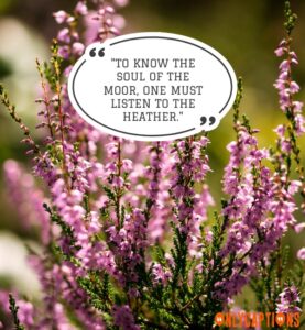190+ Quotes About Heather (2026) Unveiling Heartfelt Words