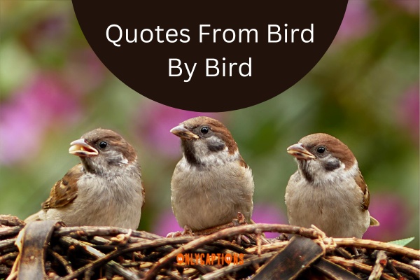 180+ Bird By Bird Quotes (2026) Fuel Your Creativity Today