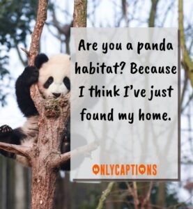 740+ Panda Pick Up Lines (2025) Make Your Move