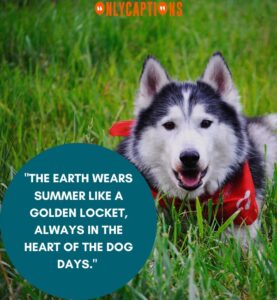 240+ Dog Days Of Summer Quotes (2026) Feel the Heat