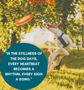 240+ Dog Days Of Summer Quotes (2026) Feel the Heat
