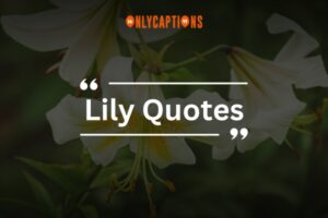 290+ Lily Quotes for 2026 [Inspire Your Life Today]