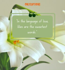 290+ Lily Quotes for 2025 [Inspire Your Life Today]