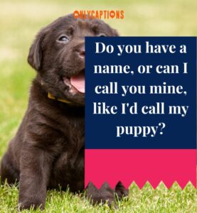 370+ Puppy Pick Up Lines (2026) Fetch Love Instantly