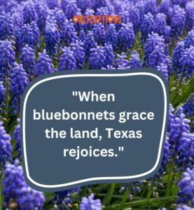 290+ Quotes About Bluebonnets (2025) The Ultimate Collection