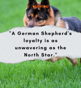250+ Quotes On German Shepherd (2025) Pawsitively Uplifting