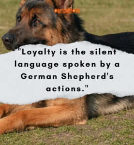 250+ Quotes On German Shepherd (2025) Pawsitively Uplifting