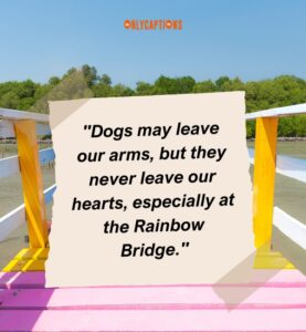 290+ Rainbow Bridge Dog Quotes (2025) Guide to Healing