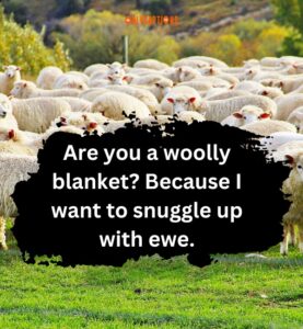 350+ Sheep Pick Up Lines (2025) Woolen Hearts Melt
