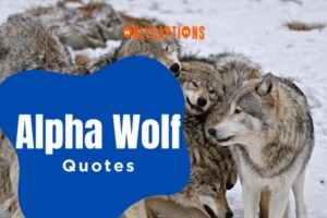 740+ Alpha Wolf Quotes (2025) Top Dominance Sayings