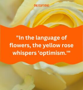 210+ Yellow Rose Quotes (2025) Sunlit Sentiments