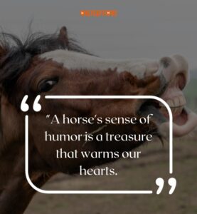 710+ Quotes About Funny Horse (2025) Hilarious Hits