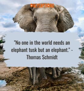 690+ Quotes About Elephants (2025) Legendary Lines for Life