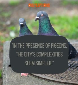 910+ Quotes About Pigeons (2026) Feathered Philosophies