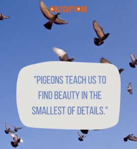 910+ Quotes About Pigeons (2025) Feathered Philosophies