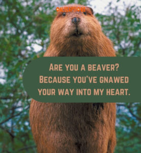 630+ Beaver Pick Up Lines (2025) Chew Through The Ice