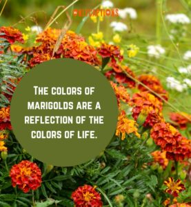660+ Quotes About Marigolds Short Story Important (2024) Deep Analysis