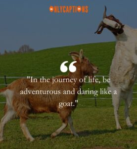 800+ Goat Quotes (2025) Shear Genius Awaits You