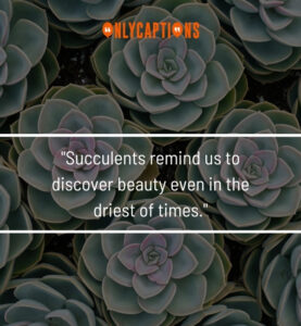 830+ Succulent Quotes To Discover Life's Little Joys In 2026