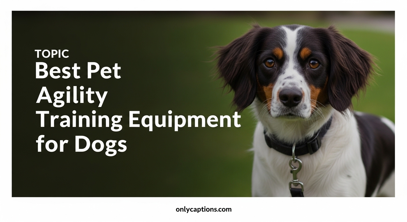 15 Best Pet Agility Training Equipment for Dogs (May 2026) Complete Guide